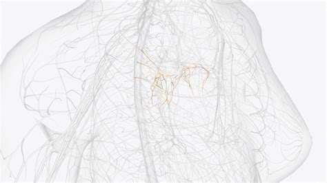 Premium Photo The Pulmonary Plexus Is An Autonomic Plexus Formed From Pulmonary Branches Of