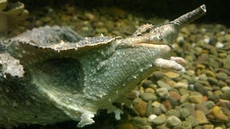 Matamata Turtle Clyde Peelings Reptiland