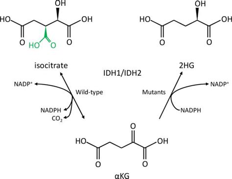 Idh1 And Idh2 Not Your Typical Oncogenes Pmc