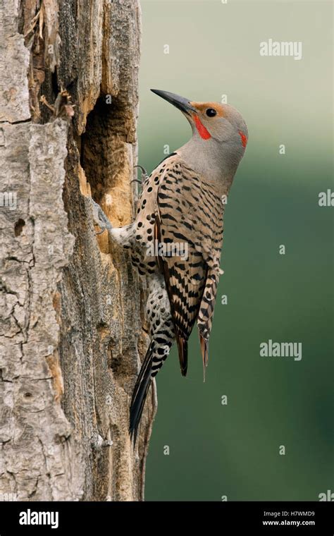 Northern Flicker Colaptes Auratus Male At Nest Cavity Western
