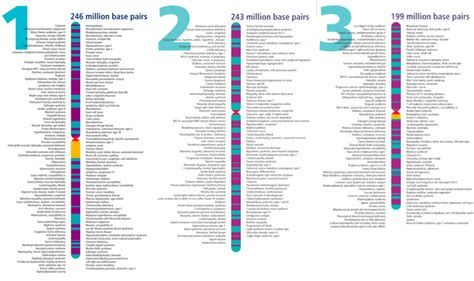 3 2 Chromosomes The Biology Classroom