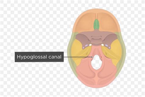 Where Is Hypoglossal Canal At Norman Nelson Blog