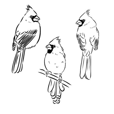 Premium Vector Cardinal Bird Sketch Vector Illustration Hand Drawn