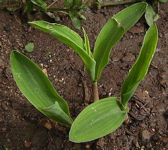Maize Wikipedia
