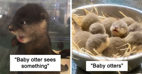 Otters Are One Of The Cutest Animals Here Are 40 Pics To Prove It