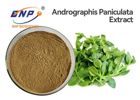 Antiviral Andrographis Paniculata Extract Powder 50 Andrographolide Hplc