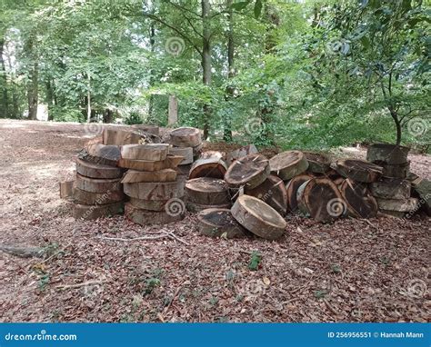 Tree Trunk Log S In The Woods Stock Image Image Of Wall Tree 256956551 Tree Trunk Log S In The Woods Stock Image Image Of Wall Tree 256956551