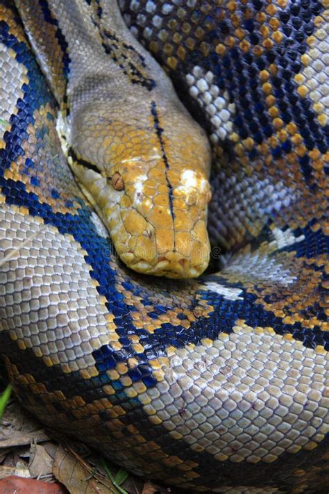 Reticulated Python Stock Image Image Of Khao Reticulatus 39791891
