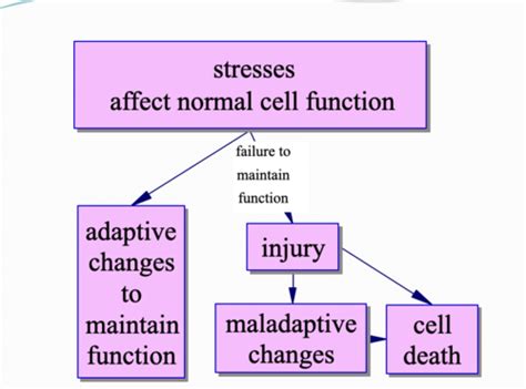 Ch 34 Immune System Flashcards Quizlet