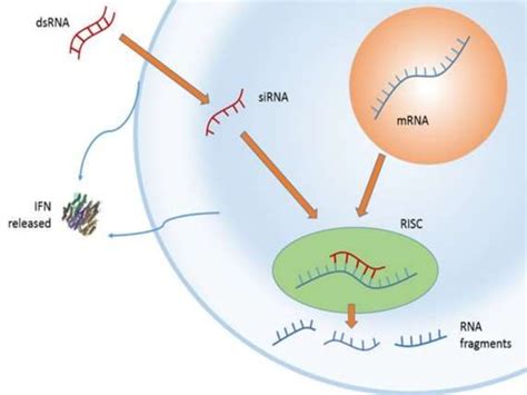 Gene Silencing By Rna Interference And Antisense Therapy Ppt