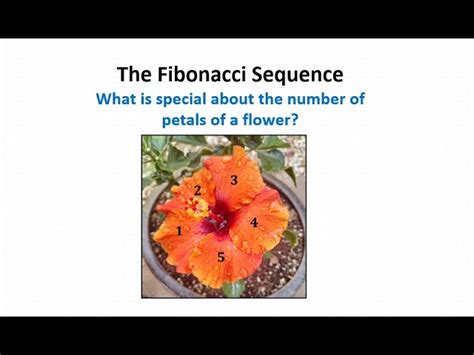 Fibonacci Sequence Flower