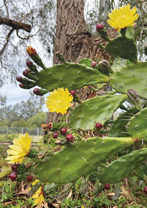 Urban Foraging Prickly Pear Pip Magazine