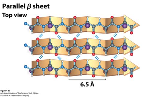 Proteins Iv Peptide Backbone And Secondary Structure Flashcards Quizlet