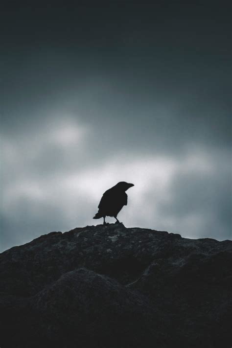 Mysterious Raven Silhouette Wallpaper Background Free Download