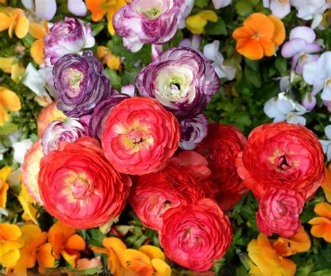 Ranunculus How To Grow And Care With Photos