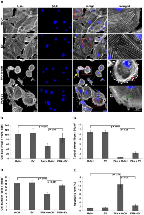 A Actin Phalloidin Tritc Grey And Nuclear Staining Dapi Blue