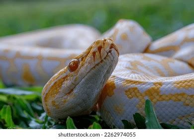 Indian Python Photos And Images Pictures Shutterstock