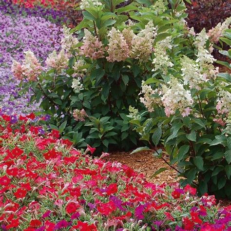 9 Ornamental Shrubs For Wet Soil Conditions MyGardenLife