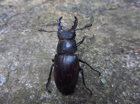 Wwf започва мониторинг на консервационно значими видове Wwf