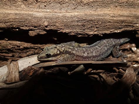 Comprehensive Biodiversity Offset Services Queensland