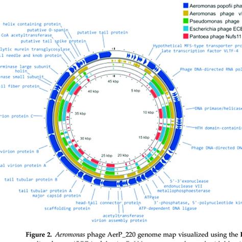 Similarity Of Phage Genomes Included Into Phylogenetic Analysis