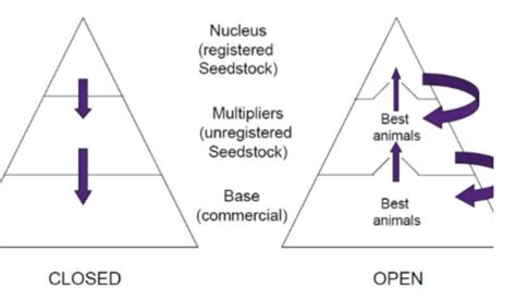 Anim2503 Estimated Breeding Values Flashcards Quizlet