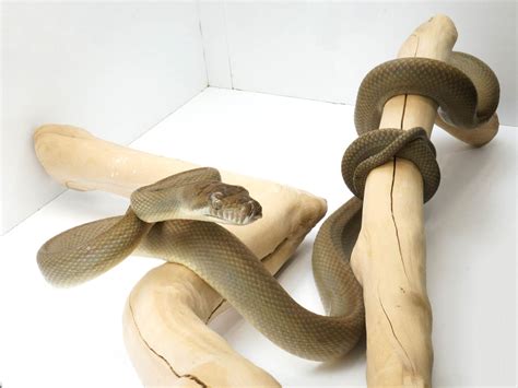 Established Female Patternless Southern Scrub Python New England
