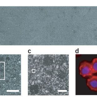 An Example Of A High Density High Content RNAi Cell Microarray Screen Download Scientific
