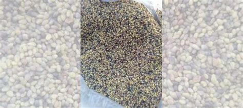 Семена газонных и пастбищных трав купить в Кардымово Товары для дома и дачи Авито