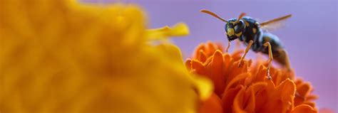 Remove Wasps How To Protect Pest Control