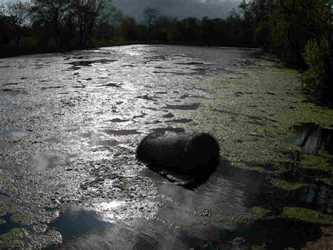Stagnant Pond © John Whelan Cc By Sa20 Geograph Britain And Ireland