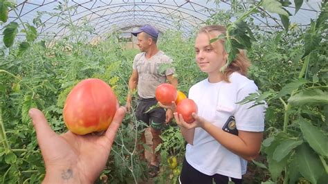 Оце так помідори в Брата синеньки тай кавуни все своє‼️Навіщо працювати