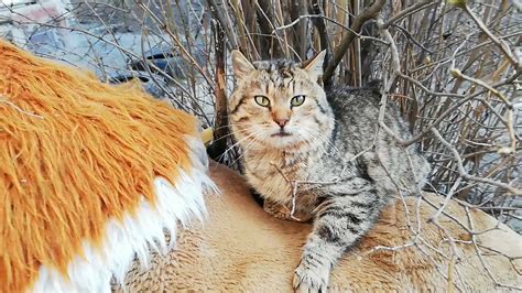 Дружба кота и льва. - YouTube