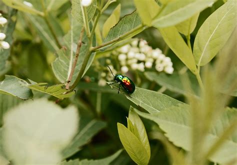 Rainbow Bug By Falling Featherz On Deviantart
