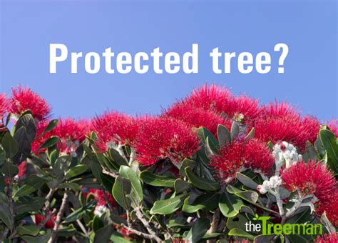 Is Your Tree Protected The Treeman