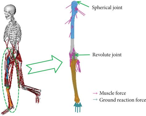 Definition Of The Finite Element Model With Musculoskeletal Analysis Download Scientific