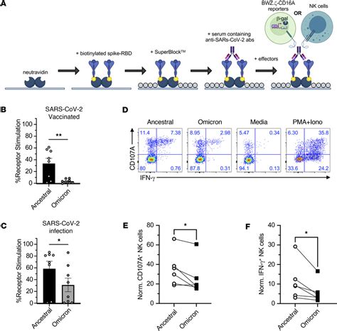 Jci Insight High Affinity Cd16a Polymorphism Associated With Reduced
