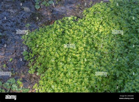Plants With Opposite Leaves Hi Res Stock Photography And Images Alamy