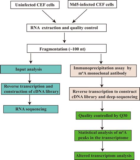What Do Cdna Libraries Contain At Nancy Keenan Blog