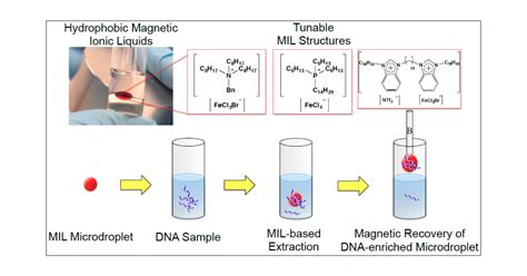 Extraction Of Dna By Magnetic Ionic Liquids Tunable Solvents For Rapid