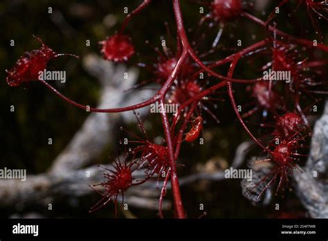 Camouflaged Red Setocoris Bug Larva Living In Symbiosis On The Red Leaves Of Drosera