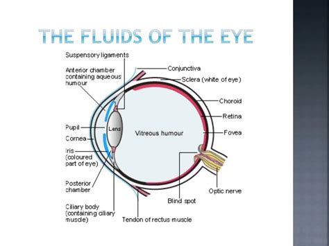 What Is Eye Fluid At Ida Barrera Blog