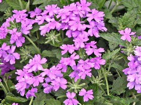 Verbena