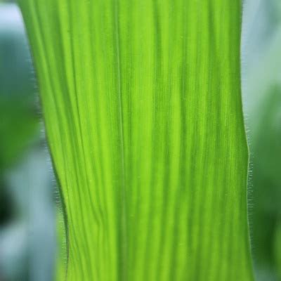 Crop Pest Detection Object Detection Dataset And Pre Trained Model By Machine Learning CV Proj 2i15