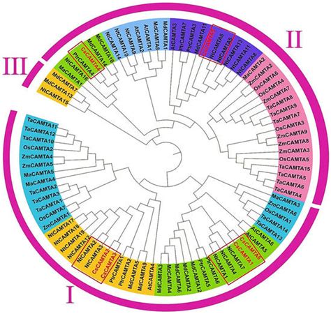 The Role Of Calmodulin Binding Transcription Activator In Plants Under Different Stressors
