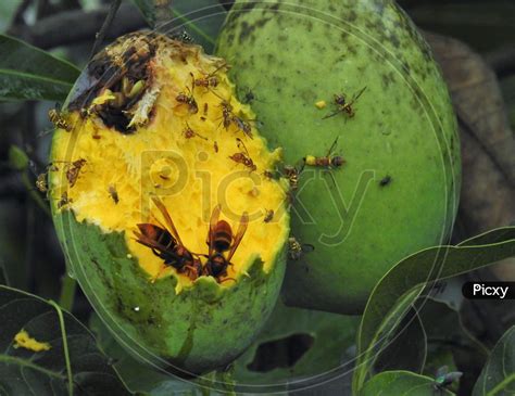 Fruit Fly Damage