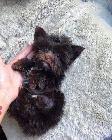 Chocolate Yorkie Gallery