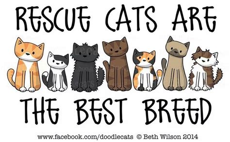 Amen Amen Amen Have Several Cute Cat Illustration Cat Rescue Cat