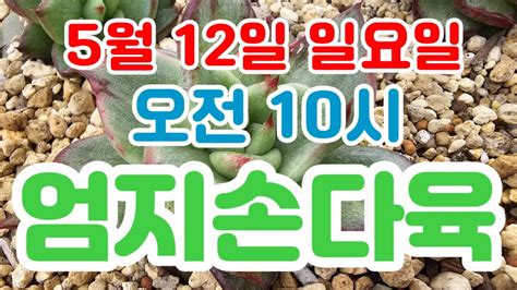 511토 내일 엄지손다육 오전10시 실방 금다육 식물 달님다육 라이브방송 실방 다육이 마리아 거미금