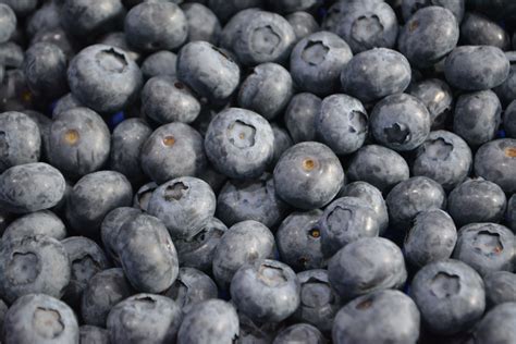 [가야산아래] 땡큐베리블루팜 블루베리1kg 예약주문 순차배송 1655276585 사이소